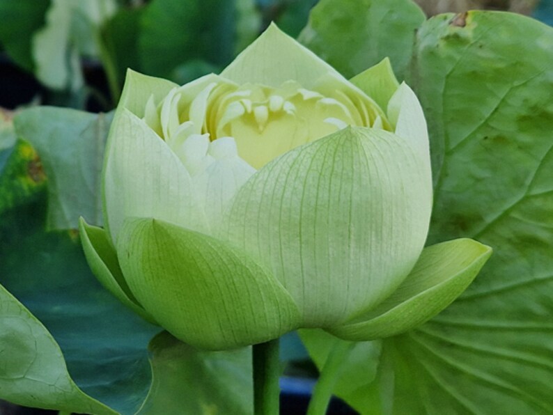 5+ Rare Seeds | Golden Builder Lotus Seeds - Indian Lotus (nelumbo ...