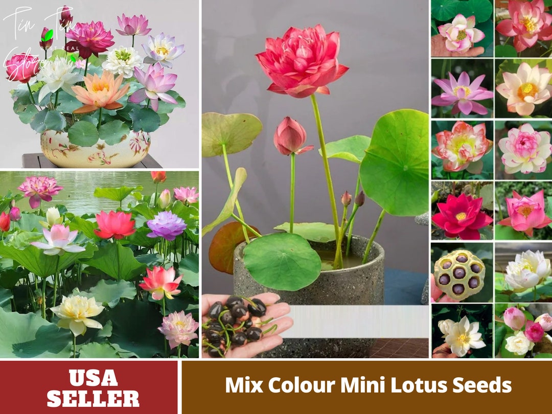 5 Rare Seeds Mix Colour Mini Lotus Seeds Indian Lotus nelumbo Nucifera ...