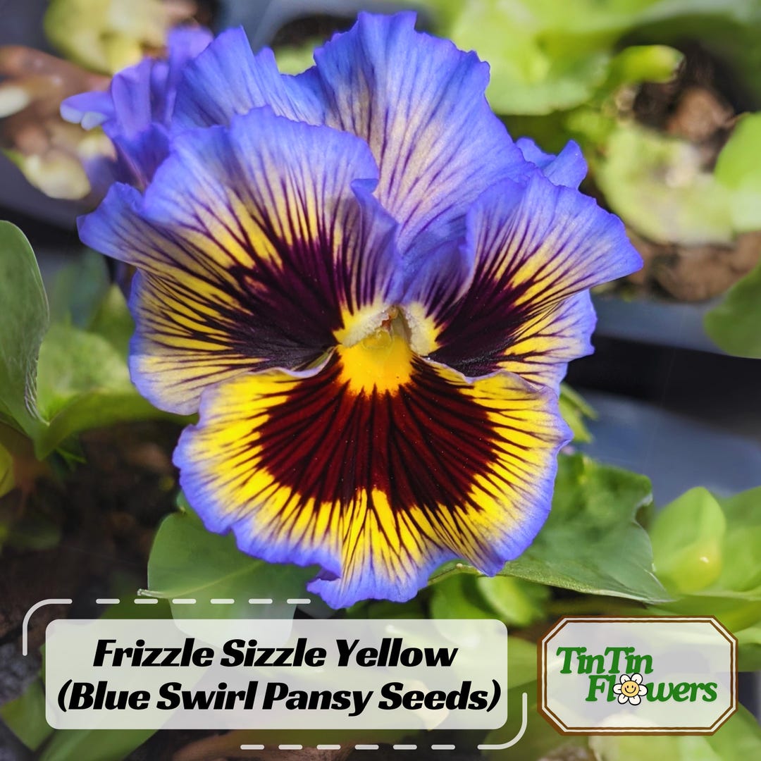 Frizzle Sizzle Yellow (blue Swirl Pansy) Seeds - Cold Resistant -open ...