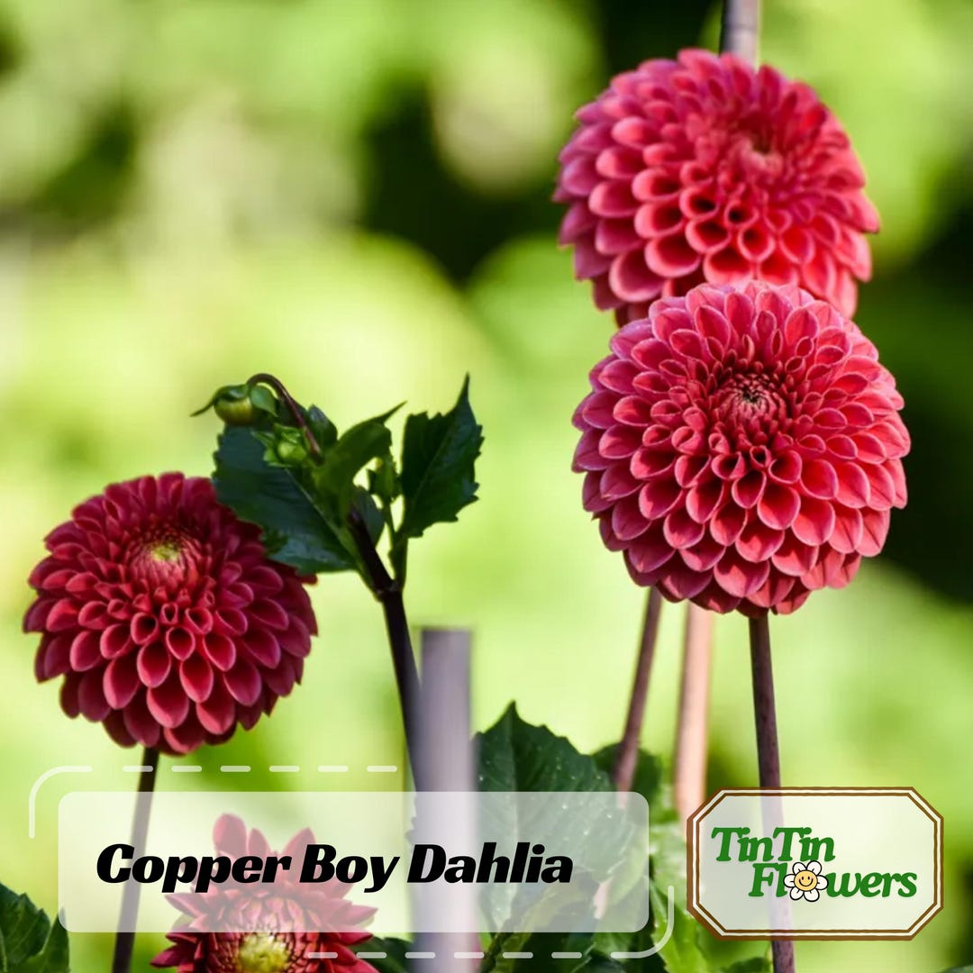 Copper Boy Dahlia Seeds- Perennial - Pollinator Friendly- Open ...