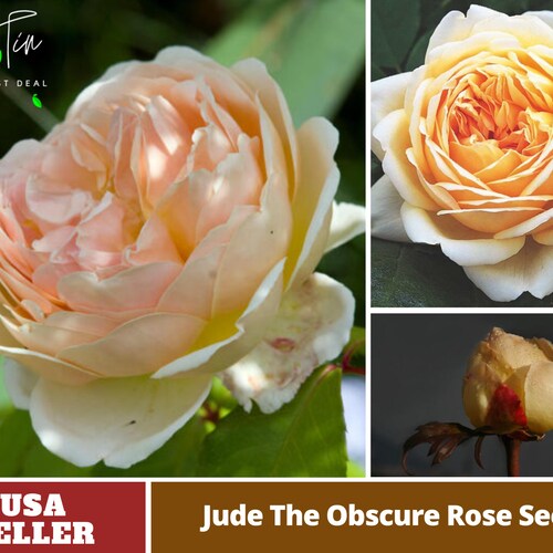 30 Seeds Climbing Yellow Perennial Flower Rose Authentic - Etsy