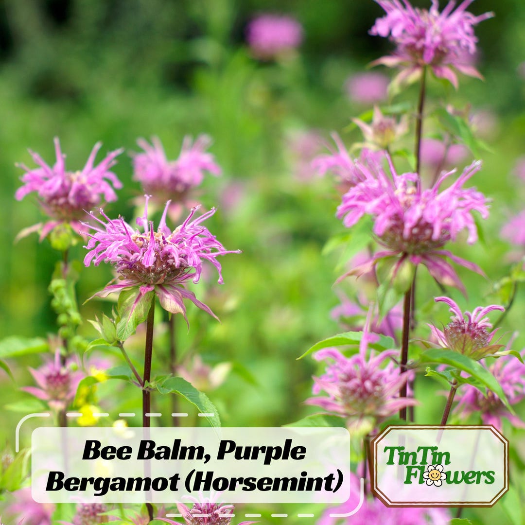 Purple Bee Balm Seeds – Monarda Fistulosa – Edible Wildflower ...