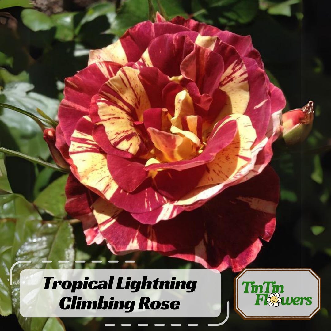 30 Seeds | Tropical Lightning Climbing Rose Seeds- Perennial ...