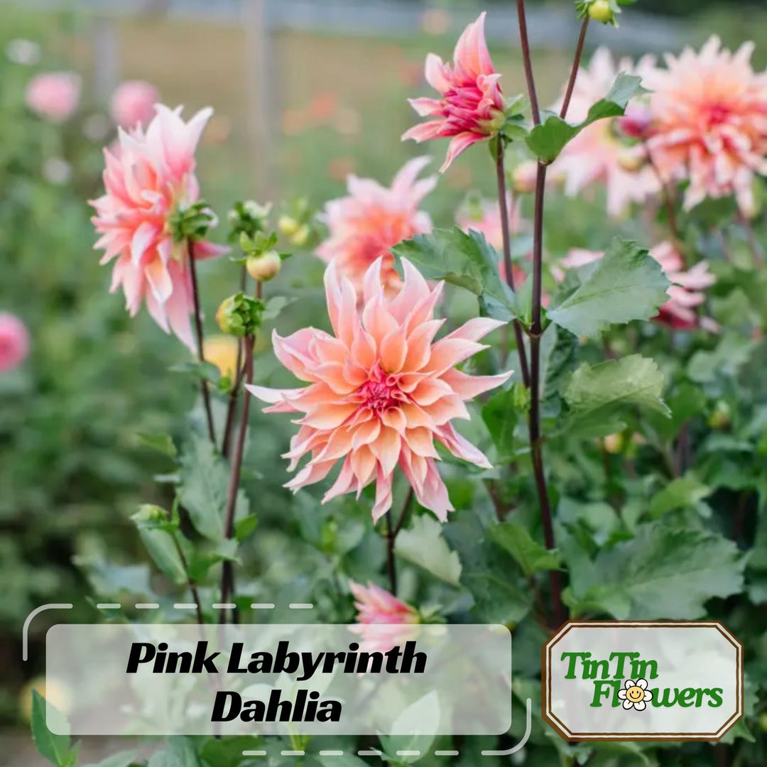 Pink Labyrinth Dahlia Seeds | Vibrant Perennial | Easy to Grow ...