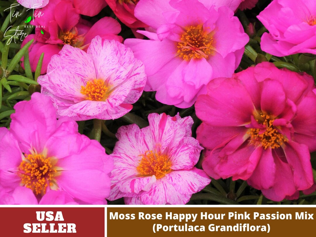 Moss Rose portulaca Grandiflora Happy Hour Pink Passion Mix Moss Rose ...