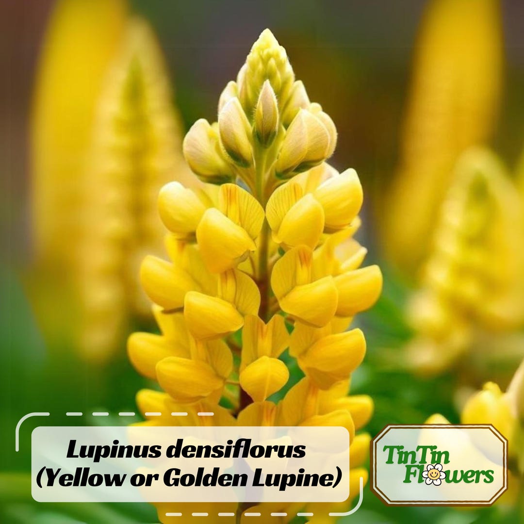 30+ Lupinus Densiflorus (yellow or Golden Lupine) Seeds- Bluebonnet ...