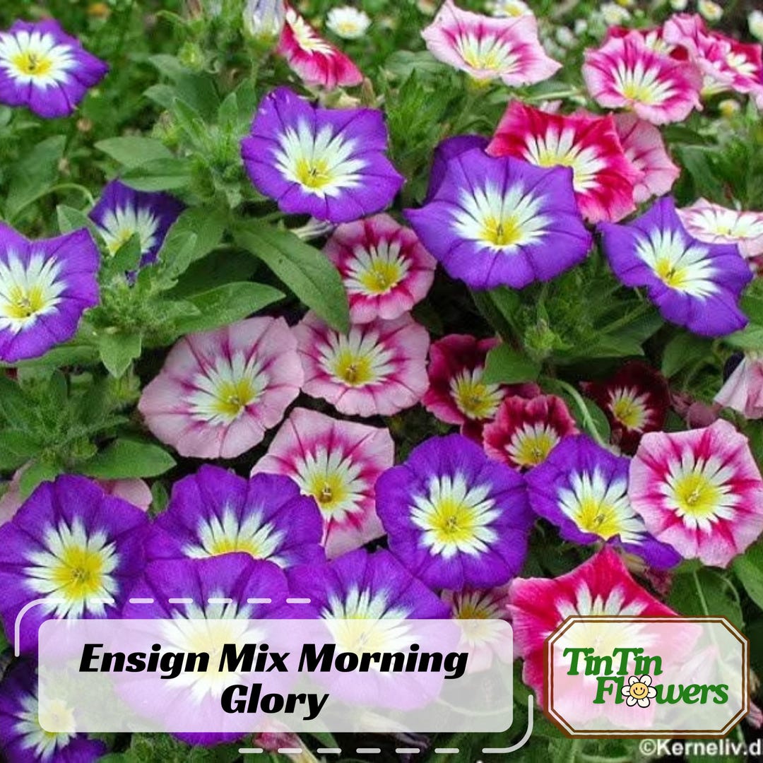 30s|ensign Mix Morning Glory Seeds -authentic Seeds-perennial-ipomoea ...
