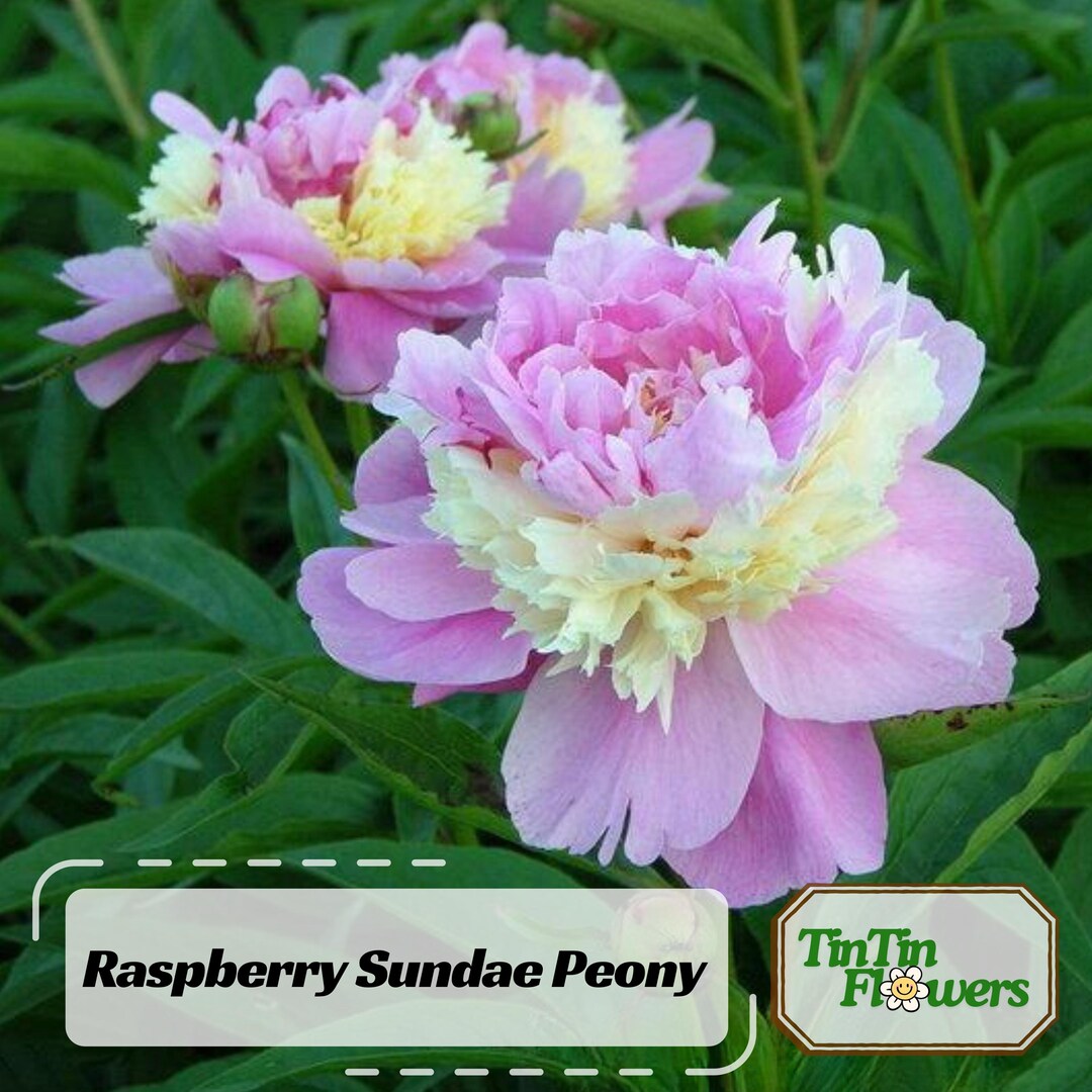 Raspberry Sundae Peony Seeds -paeonia - Attract Butterflies - Open ...