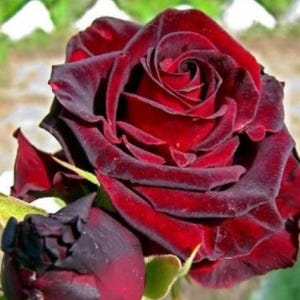 Black Magic Hybrid Tea Rose Seeds -perennial -authentic Seeds-flowers ...