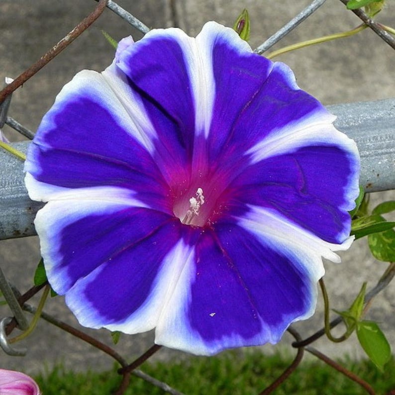 Purple Velvet Fuji Morning Glory Seeds - Deep Purple Climbing Vine ...