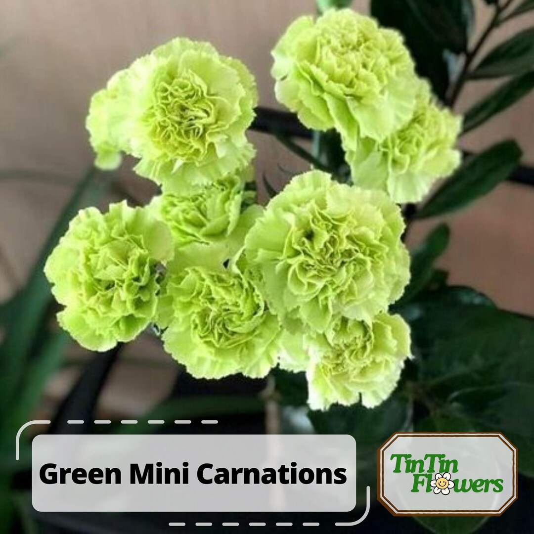 30+ Green Mini Carnations - Dianthus Seeds - Container - Balcony ...