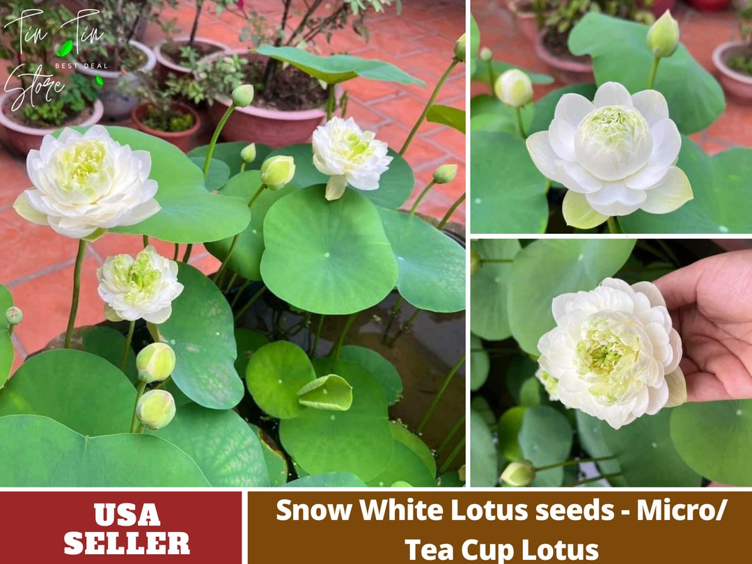 5 Rare Seeds Snow White Lotus Seeds Micro/ Tea Cup Lotus Indian Lotus ...