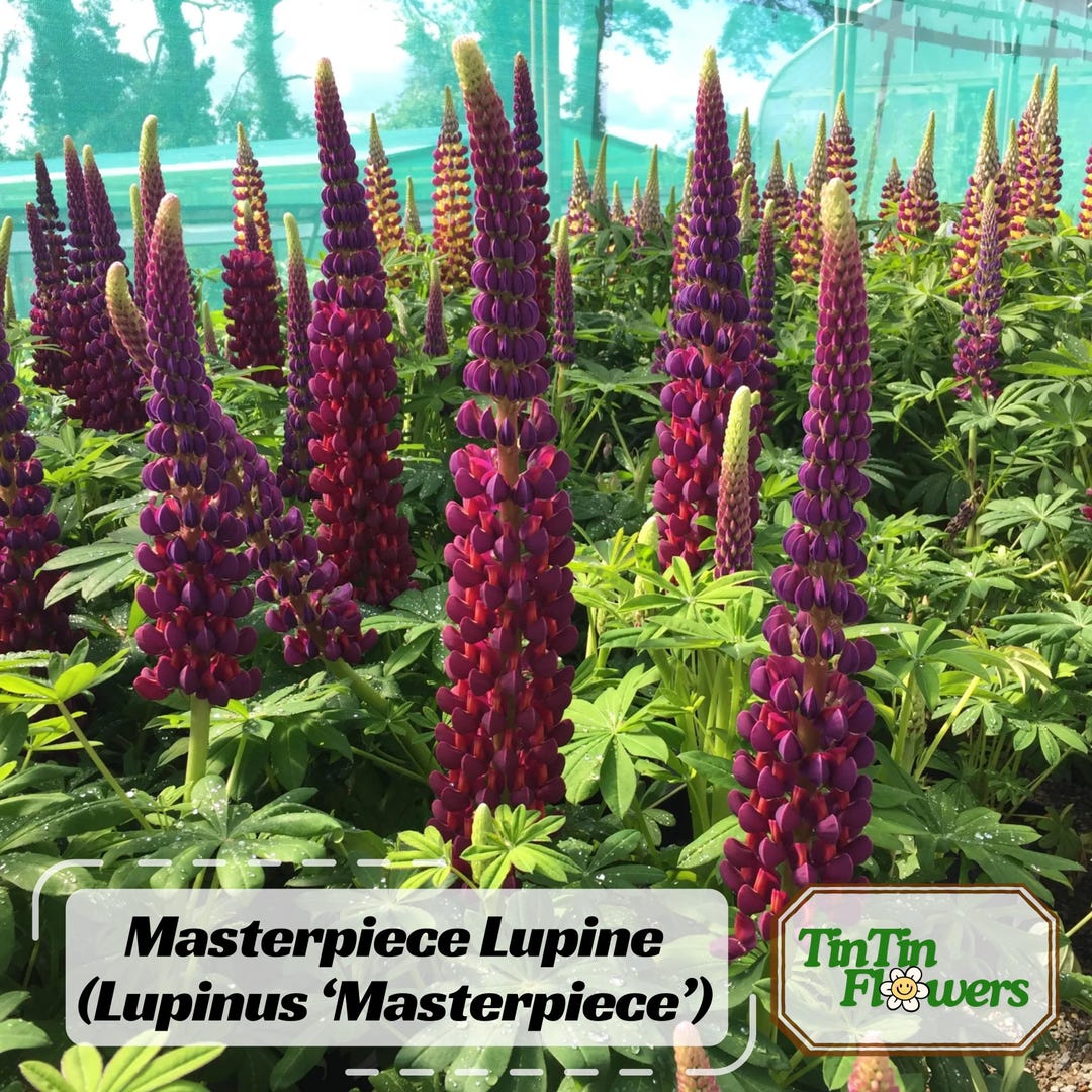 30+ Masterpiece Lupine Seeds -lupinus - Bluebonnet- Lupin-heirloom ...