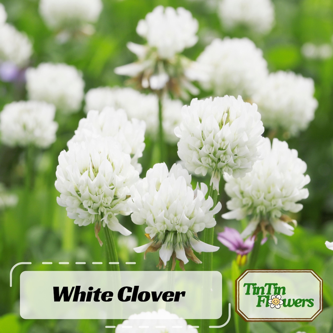 100s|white Clover Seeds-authentic Seeds - Air Purifying - Clumping ...