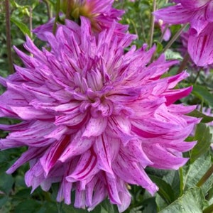 Purple Bedazzled Dahlia Perennial Flower Seeds-pollinator Friendly ...