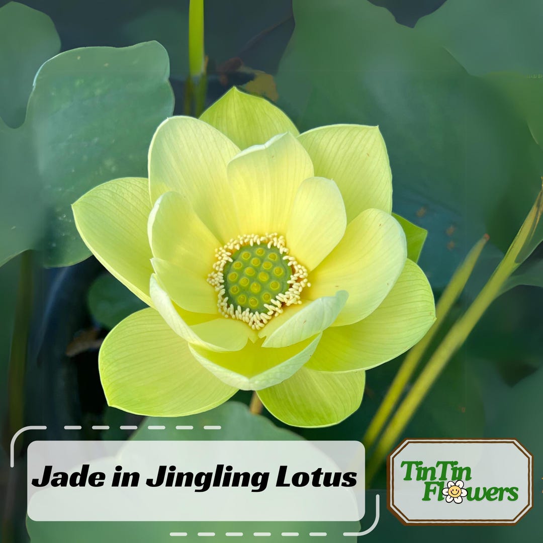 5+ Rare Seeds| Jade in Jingling Lotus Seeds - Indian Lotus (nelumbo ...