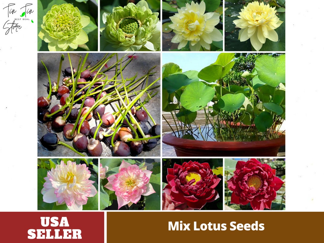 5 Rare Seeds Mix Lotus Seeds Indian Lotus nelumbo Nucifera Seeds Flower ...