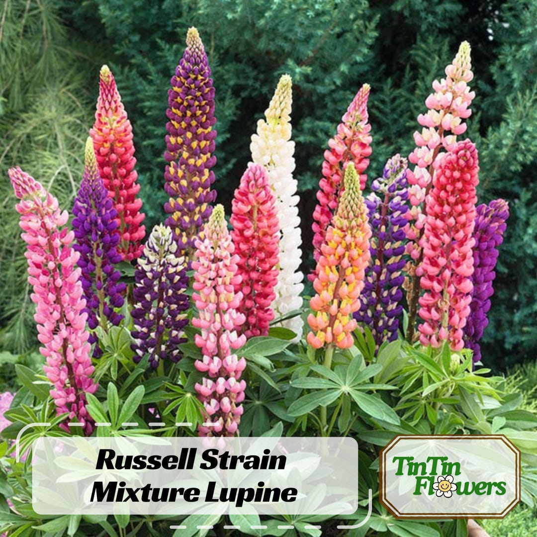 Lupine Seeds - Russell Strain Mixture - Authentic Seeds ~ GMO Free ...