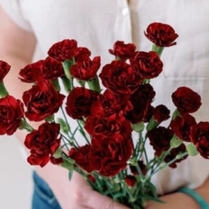 Burgundy Carnations - Dianthus Seeds - Open-pollinated - Organic ...