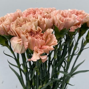 30+ Toffee Beige Carnations - Dianthus Seeds - Container - Balcony ...