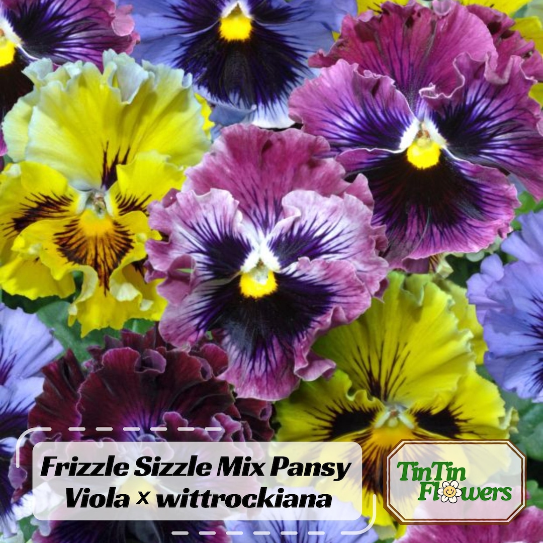 Frizzle Sizzle Mix Pansy Viola × Wittrockiana Seeds - Cold Resistant ...