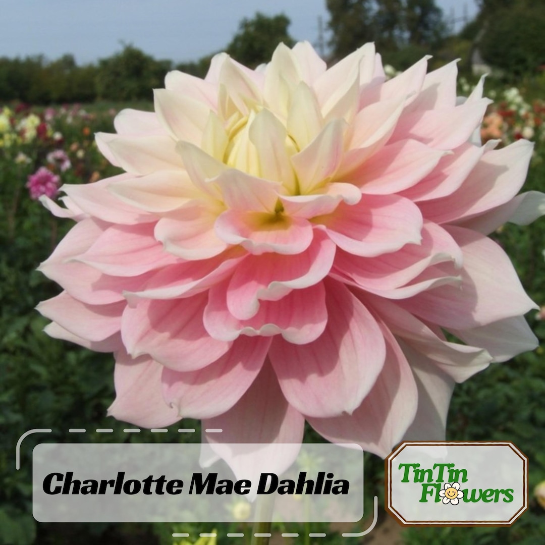 40 Seeds | Charlotte Mae Dahlia Seeds -pollinator Friendly- Open ...