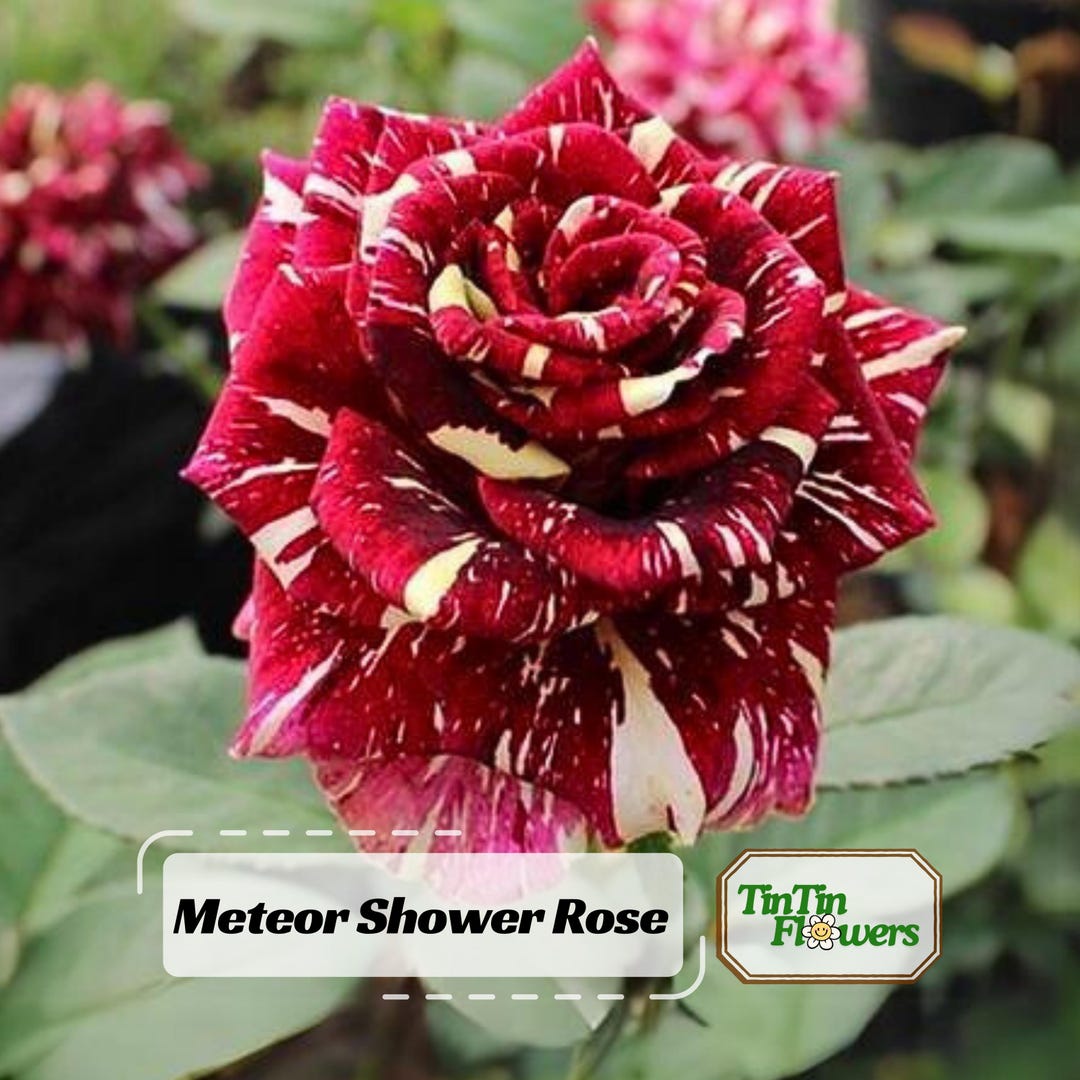 30+ Meteor Shower Rose Seeds -perennial -authentic -flowers -organic ...