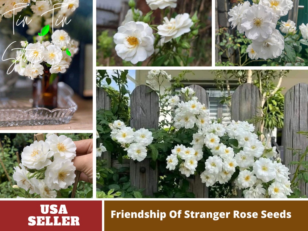 Friendship of Stranger Rose Seeds perennial authentic - Etsy