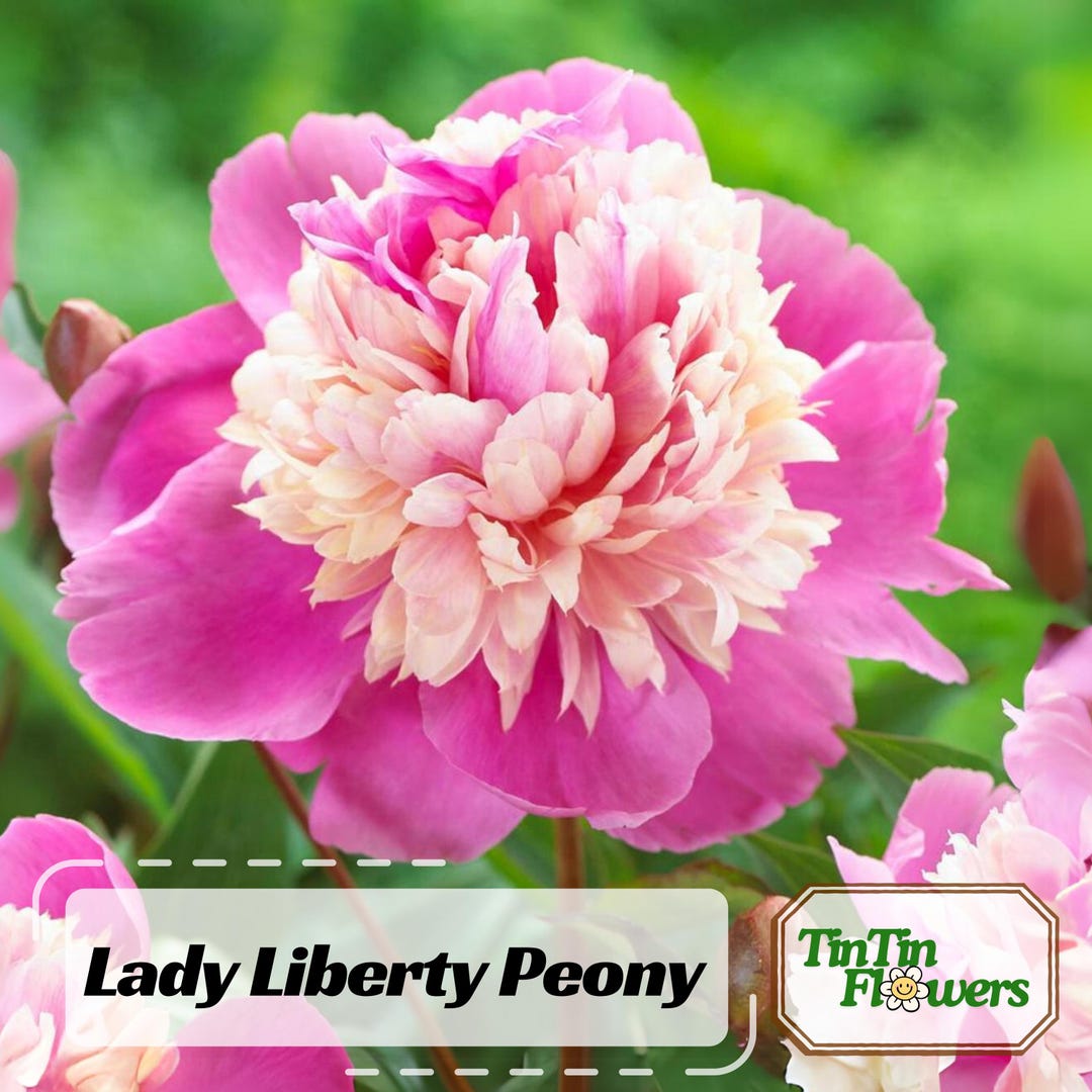 Lady Liberty Peony Seeds -perennial - Paeonia - Attract Butterflies ...