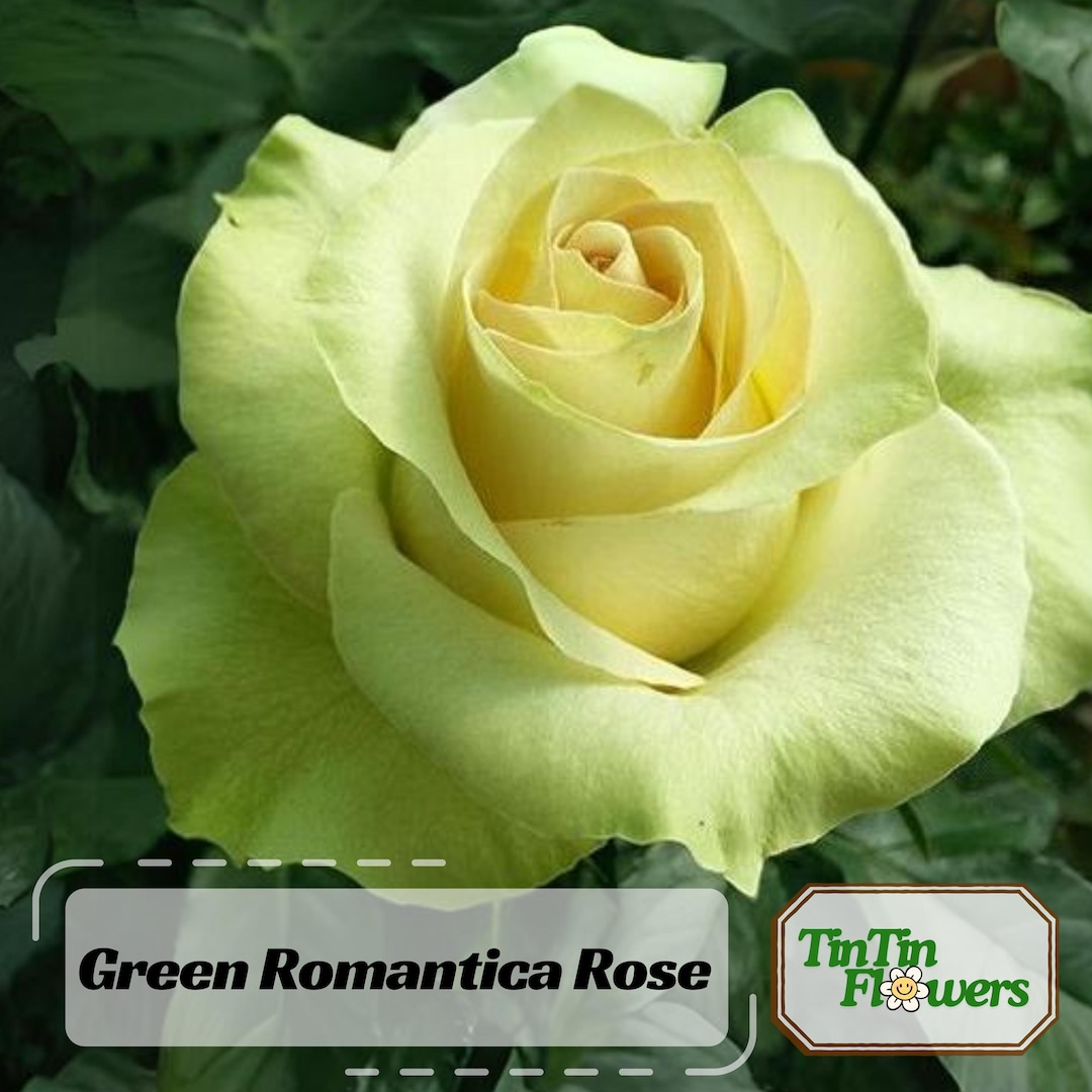 Green Rose Seeds -perennial - Authentic Seeds - Mix Seeds - Late Winter ...