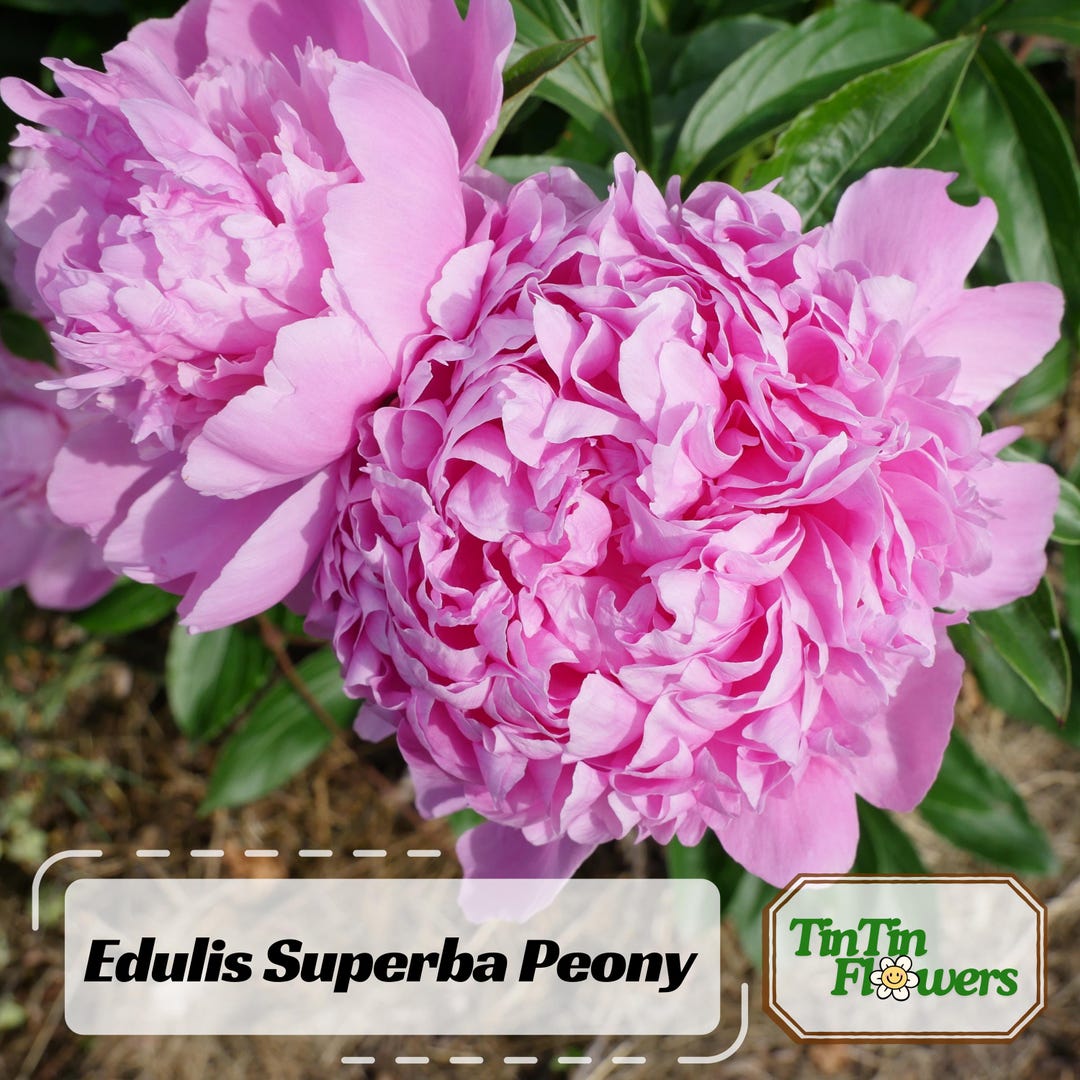 Edulis Superba Peony Seeds -perennial - Paeonia - Attract Butterflies ...
