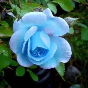 30 Seeds | Light Blue Rose Seeds - Perennial - Authentic Seeds - Mix ...