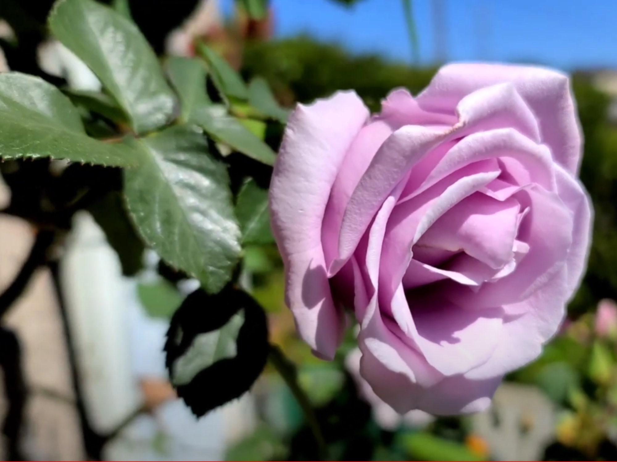 30 Seeds Hybrid Tea Blue Girl Rose Bush Flower Seeds - Etsy