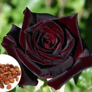 Red Black Rose Seeds -perennial - Authentic Seeds - Mix Seeds - Late ...