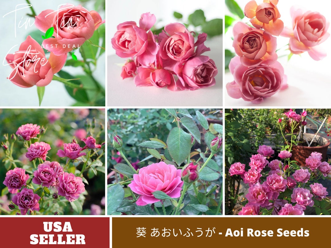 葵 あおいふうが Aoi Rose Seeds-perennial authentic Seeds-flowers - Etsy