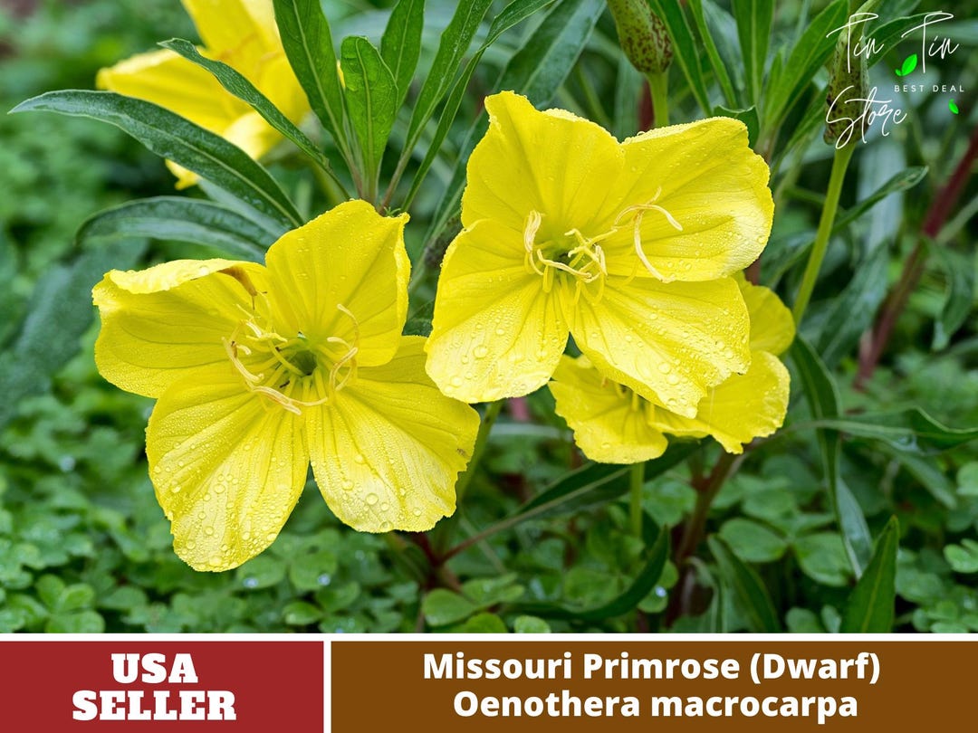 Missouri Primrose dwarf Oenothera Macrocarpa Evening Primrose Seeds ...