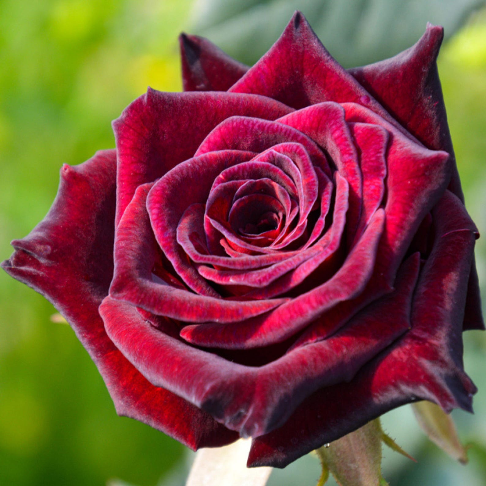 30+ Black Baccara Hybrid Tea Rose Seeds - Perennial -rare Deep Red ...