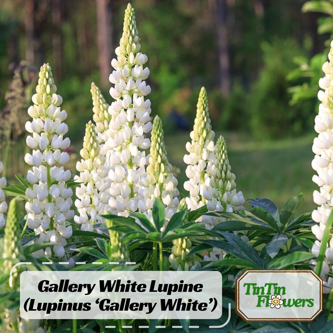 30+ Gallery White Lupine Seeds -lupinus - Bluebonnet- Lupin-heirloom ...
