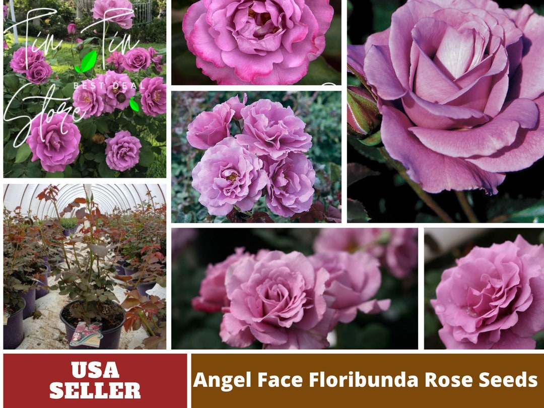 Purple Angel Face Floribunda Rose Seeds Perennial Authentic Seeds-flowers organic. Non Gmo-mix ...