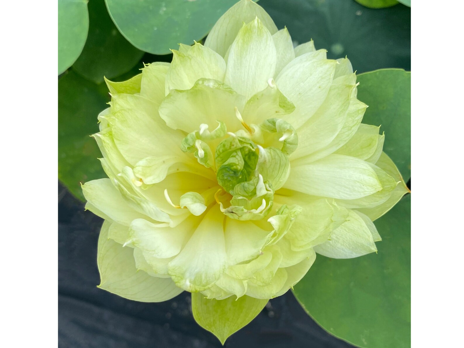 5+ Rare Seeds| Prairie Star Mini Lotus Seeds - Indian Lotus (nelumbo ...
