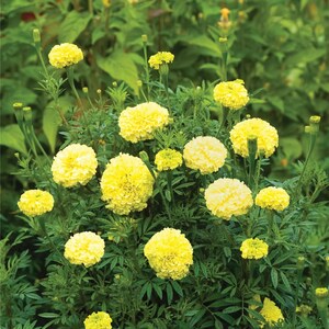 Nosento Lime Green African Marigolds Seeds - Open-pollinating -draft ...