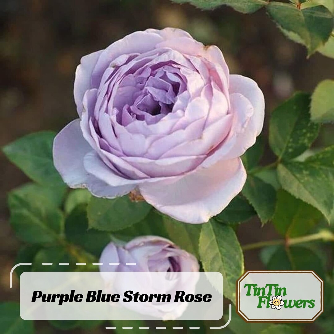 30 Seeds | Purple Blue Storm Rose Seeds -authentic Seeds - Hybrid ...