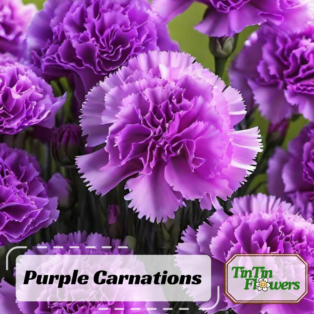 Purple Carnations Dianthus Seeds Open-pollinated Organic Heirloom ...