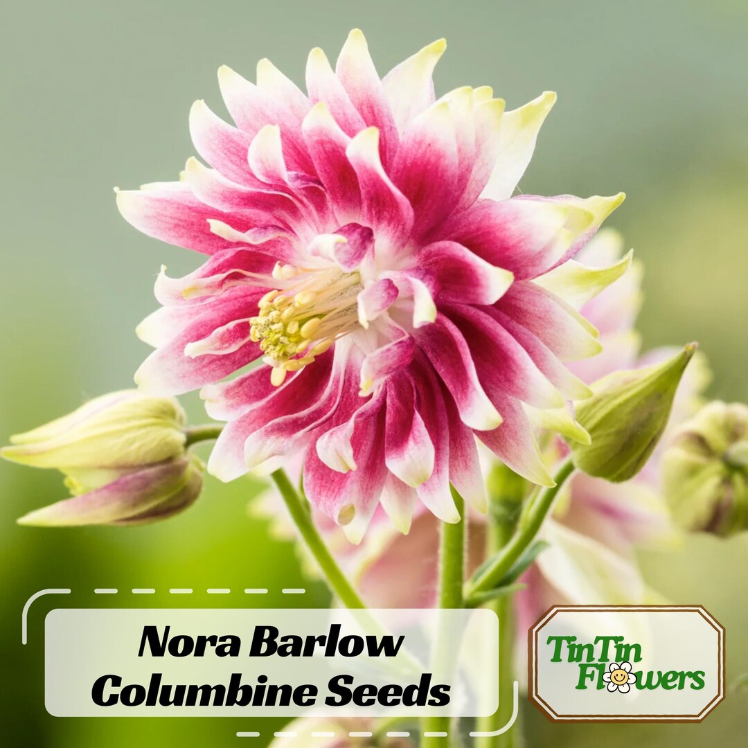 Nora Barlow Columbine Seeds - Cold Resistant - Deciduous - Potted ...