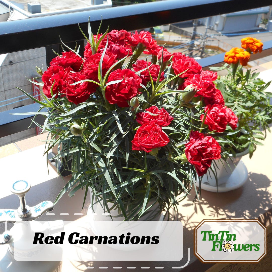 30 Seeds| Red Carnations - Dianthus Seeds - Container - Balcony Flowers ...