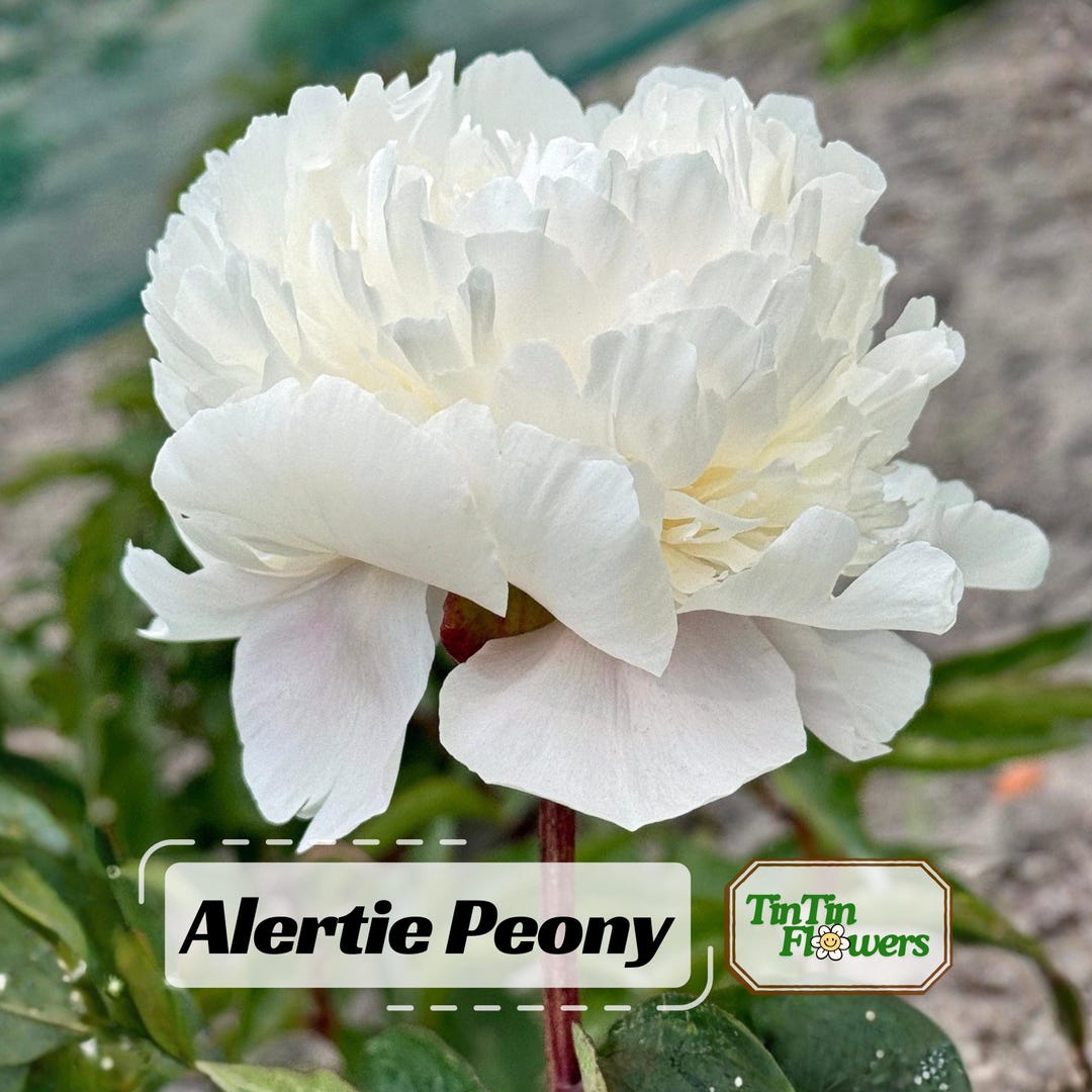 10 Seeds | Alertie Peony Seeds -perennial - Perennial - Paeonia ...