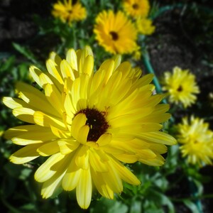 Pacific Beauty Yellow Calendula Seeds-perennial -authentic Seeds ...