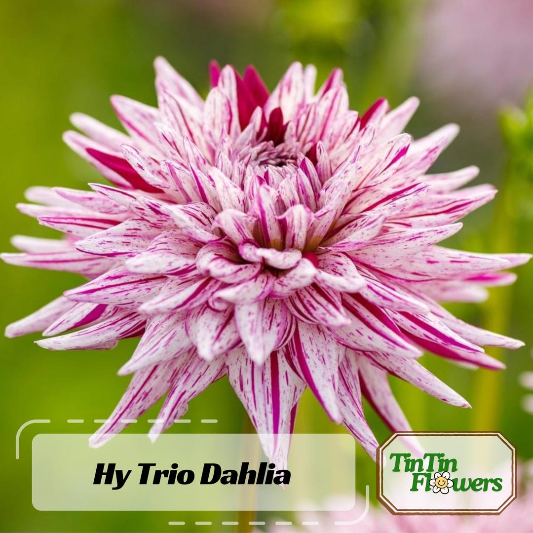 Purple Bedazzled Dahlia Perennial Flower Seeds-pollinator Friendly ...