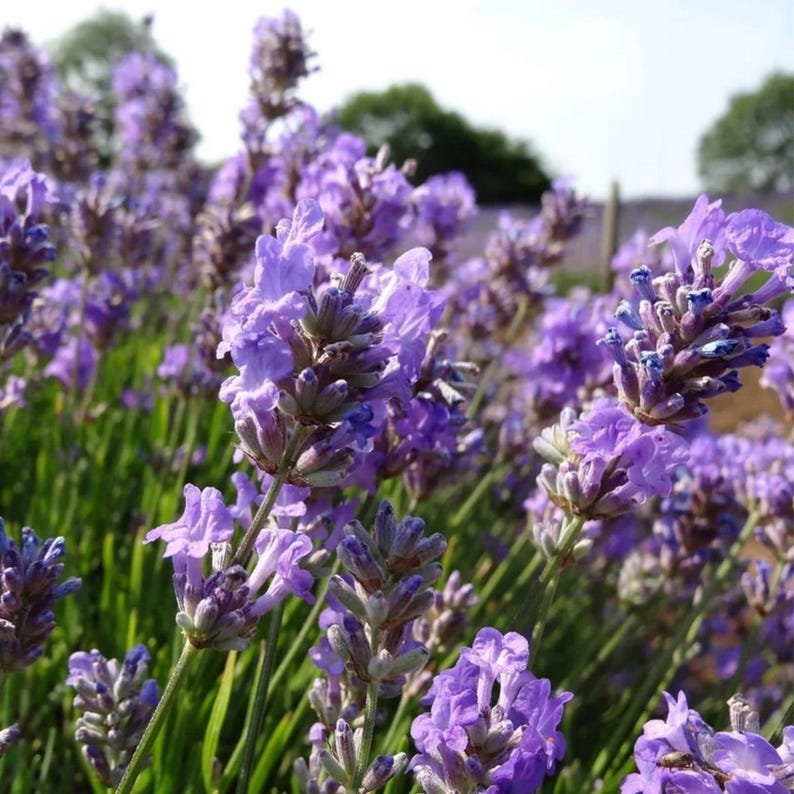 100+ Dwarf Lavender-little Lady Seeds-perennial -authentic Seeds ...