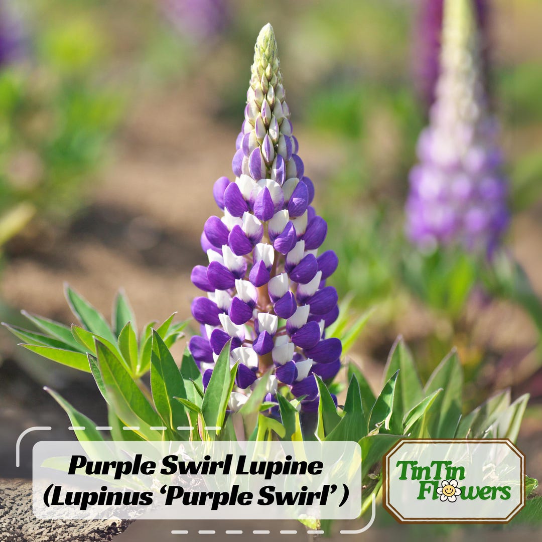 30 Seeds| Lupinus Rivularis (riverbank Lupine) Seeds-bluebonnet ...